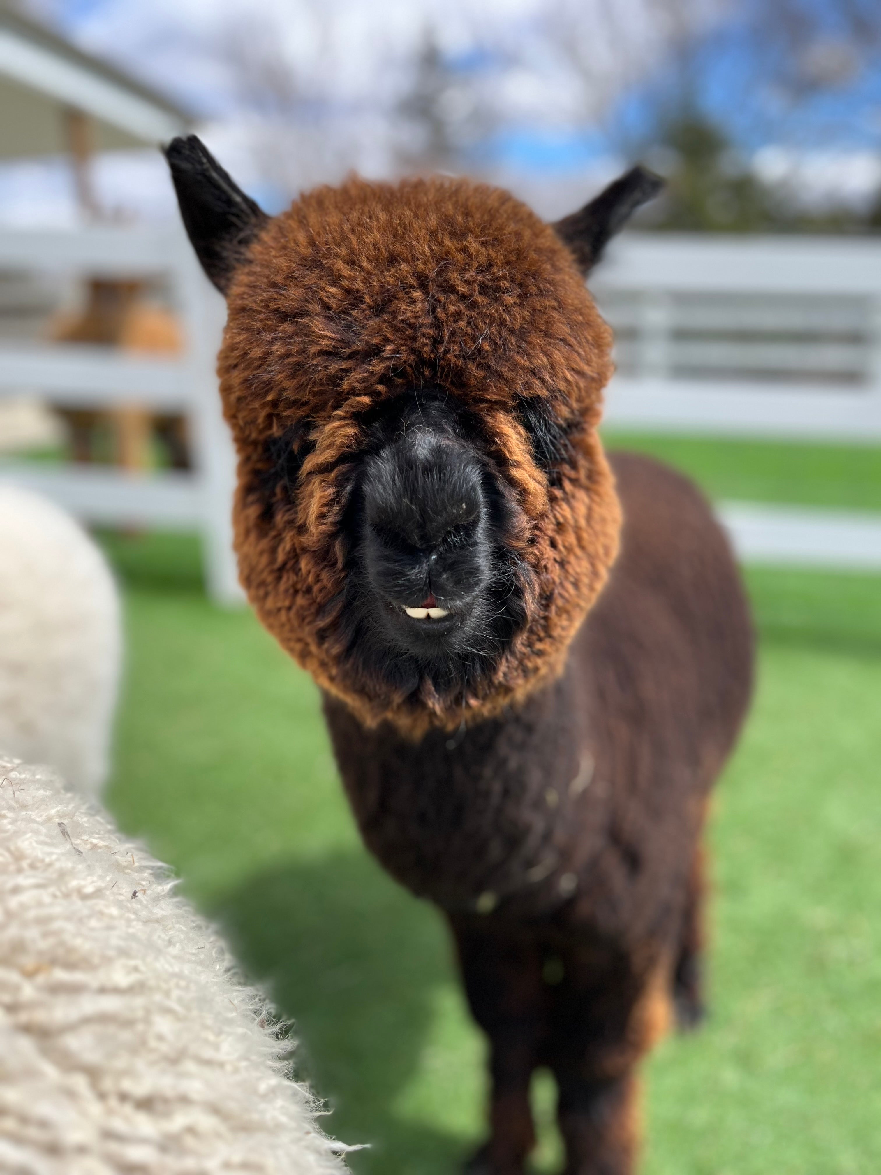 EEF Midnight Rain | Eagle Eye Farm