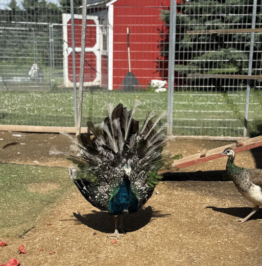 Peacocks – Eagle Eye Farm