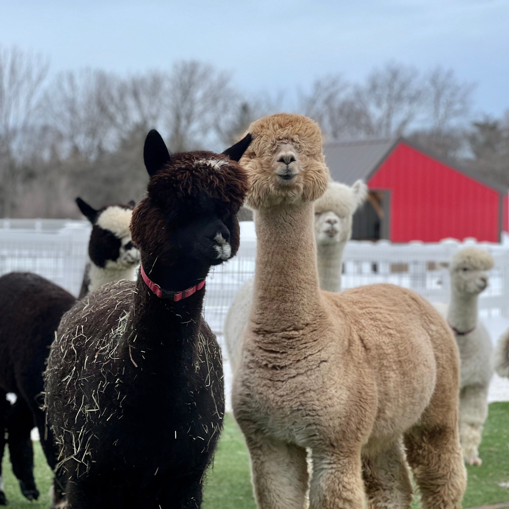Eagle Eye Farm | River Falls Wisconsin