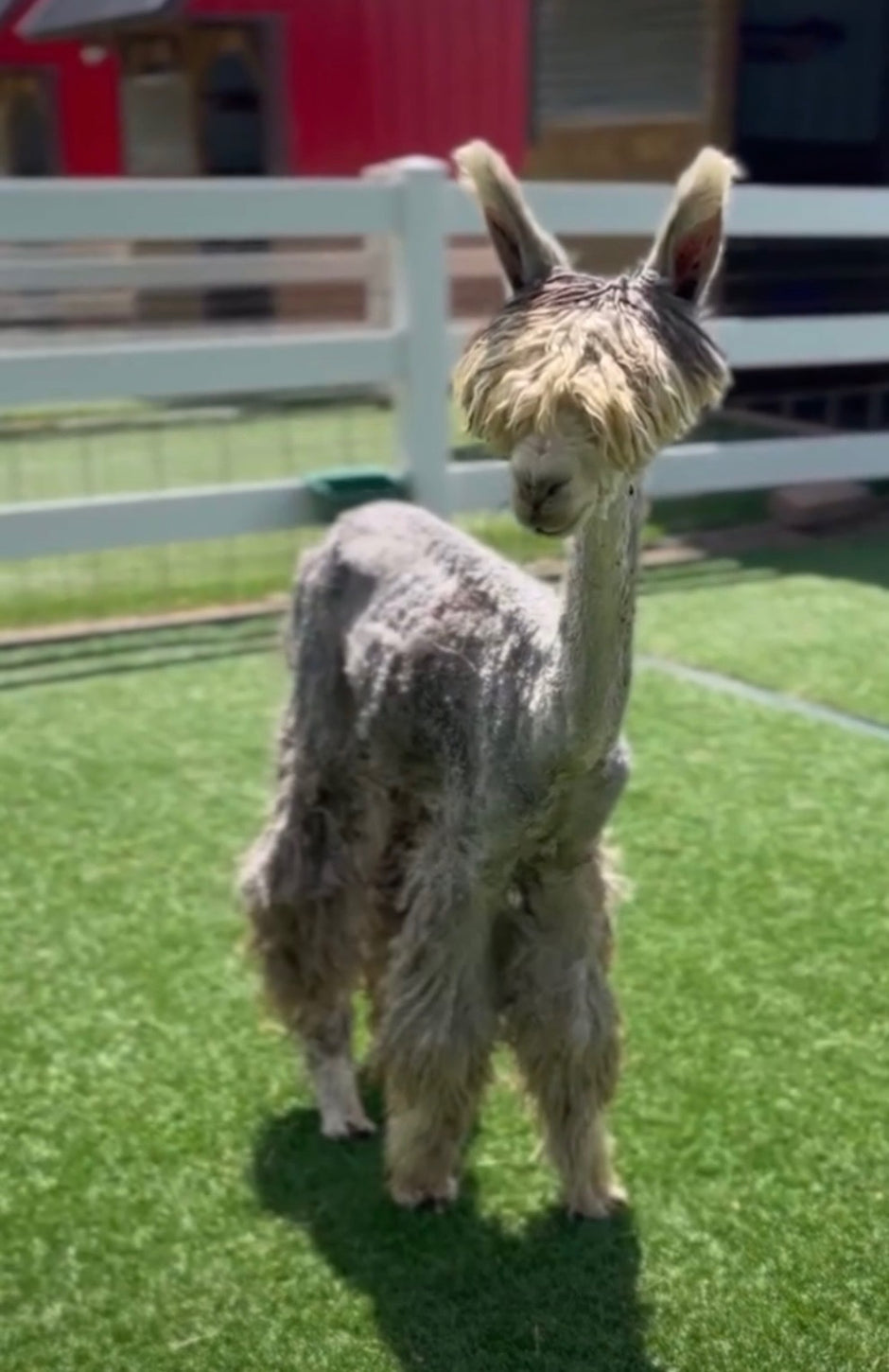 Alpacas – Eagle Eye Farm
