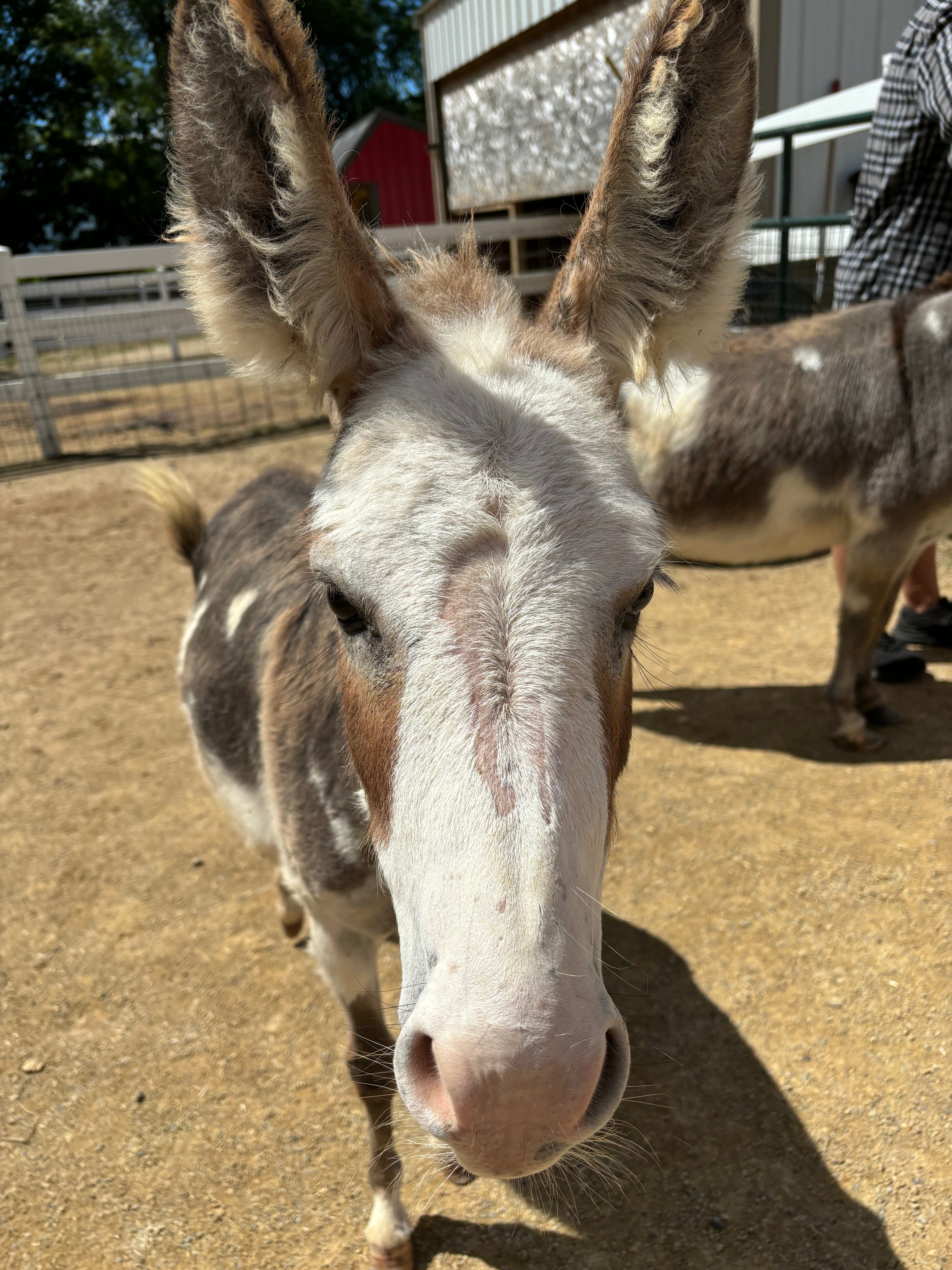 Doris – Eagle Eye Farm