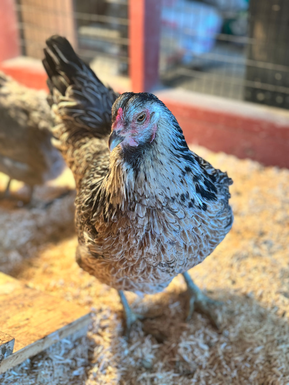 Oprah | Chicken – Eagle Eye Farm