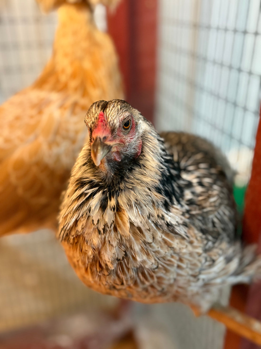 Oprah | Chicken – Eagle Eye Farm