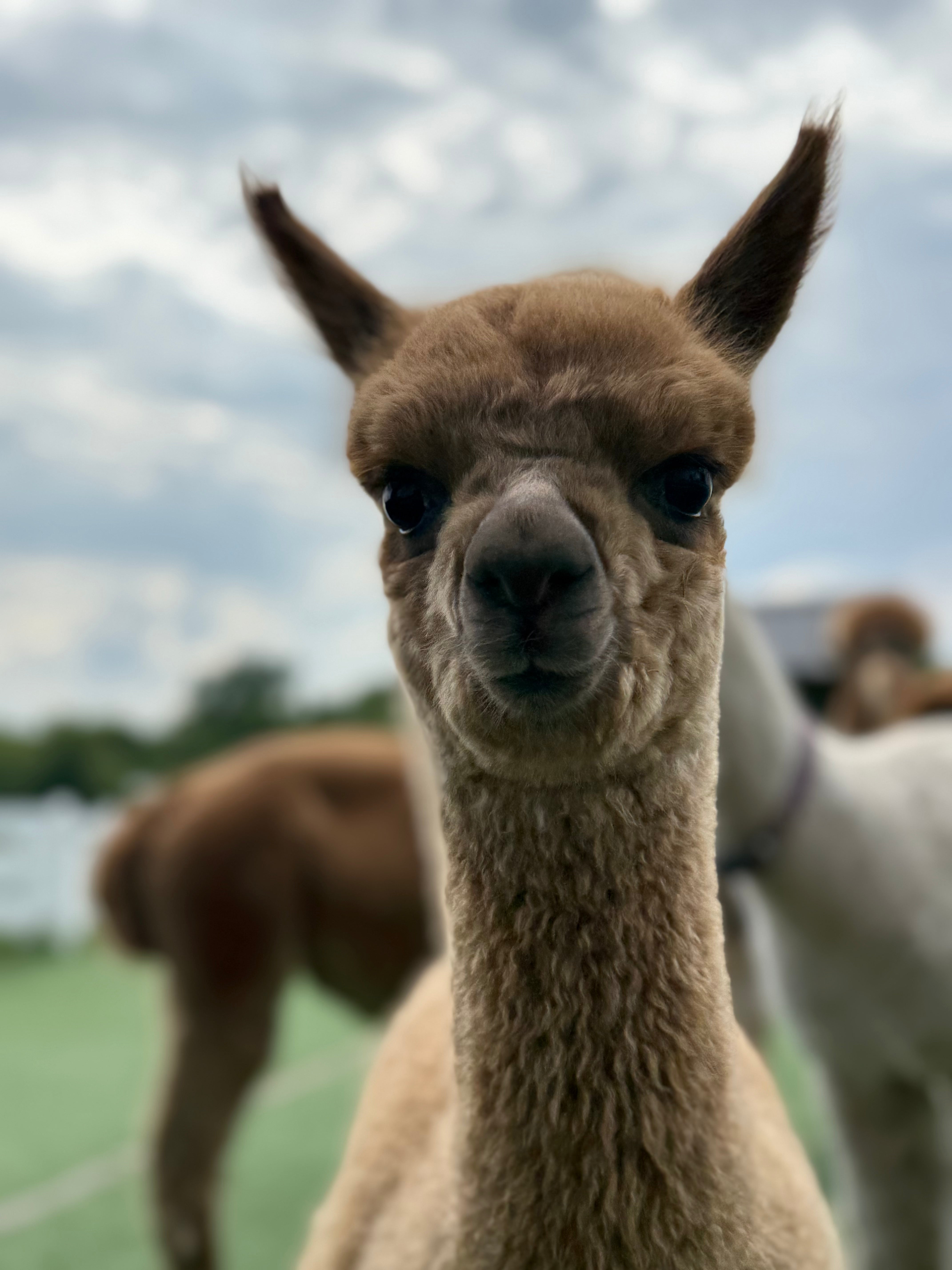 EEF Lumi – Eagle Eye Farm