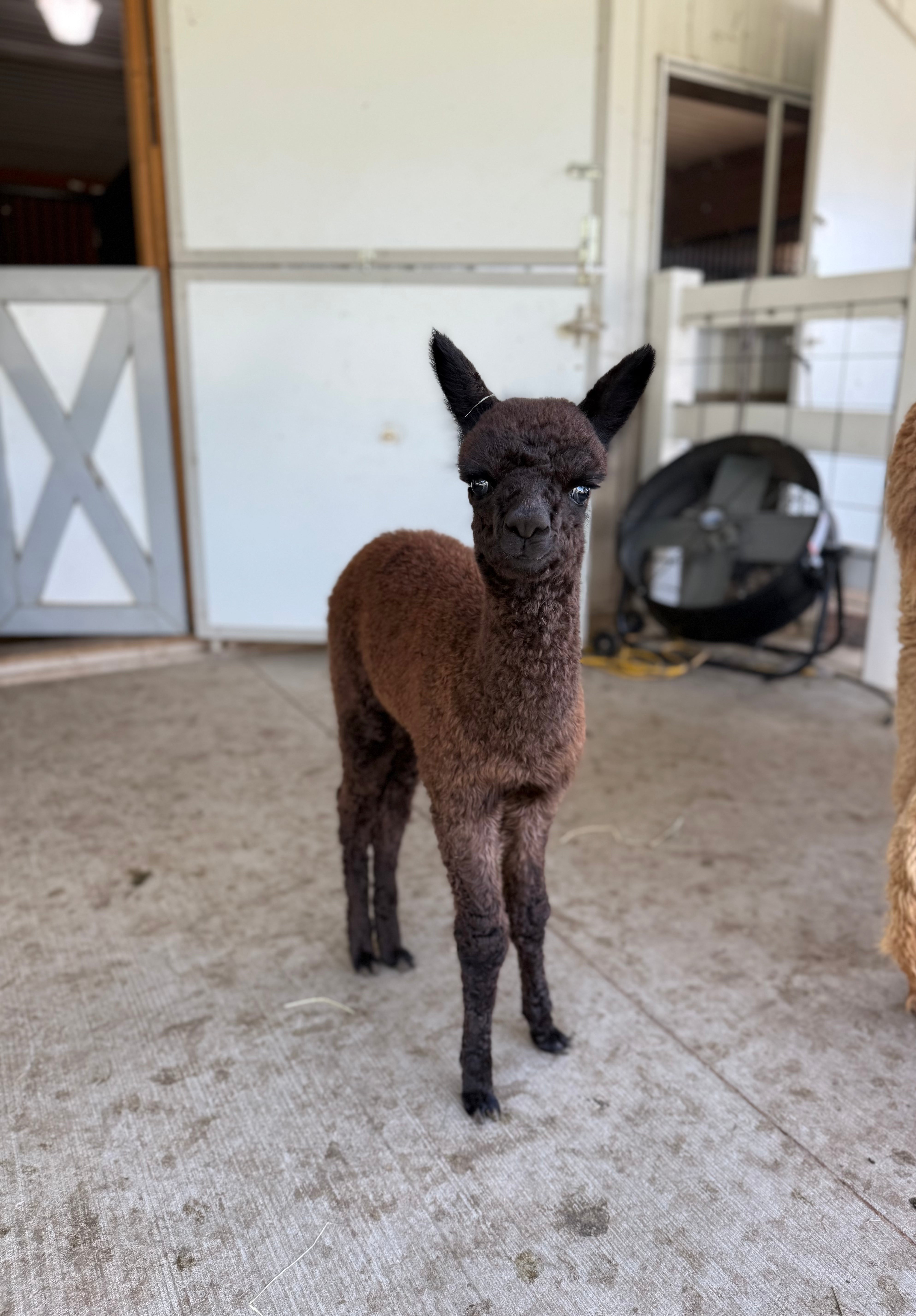 EEF Coco Chanel – Eagle Eye Farm