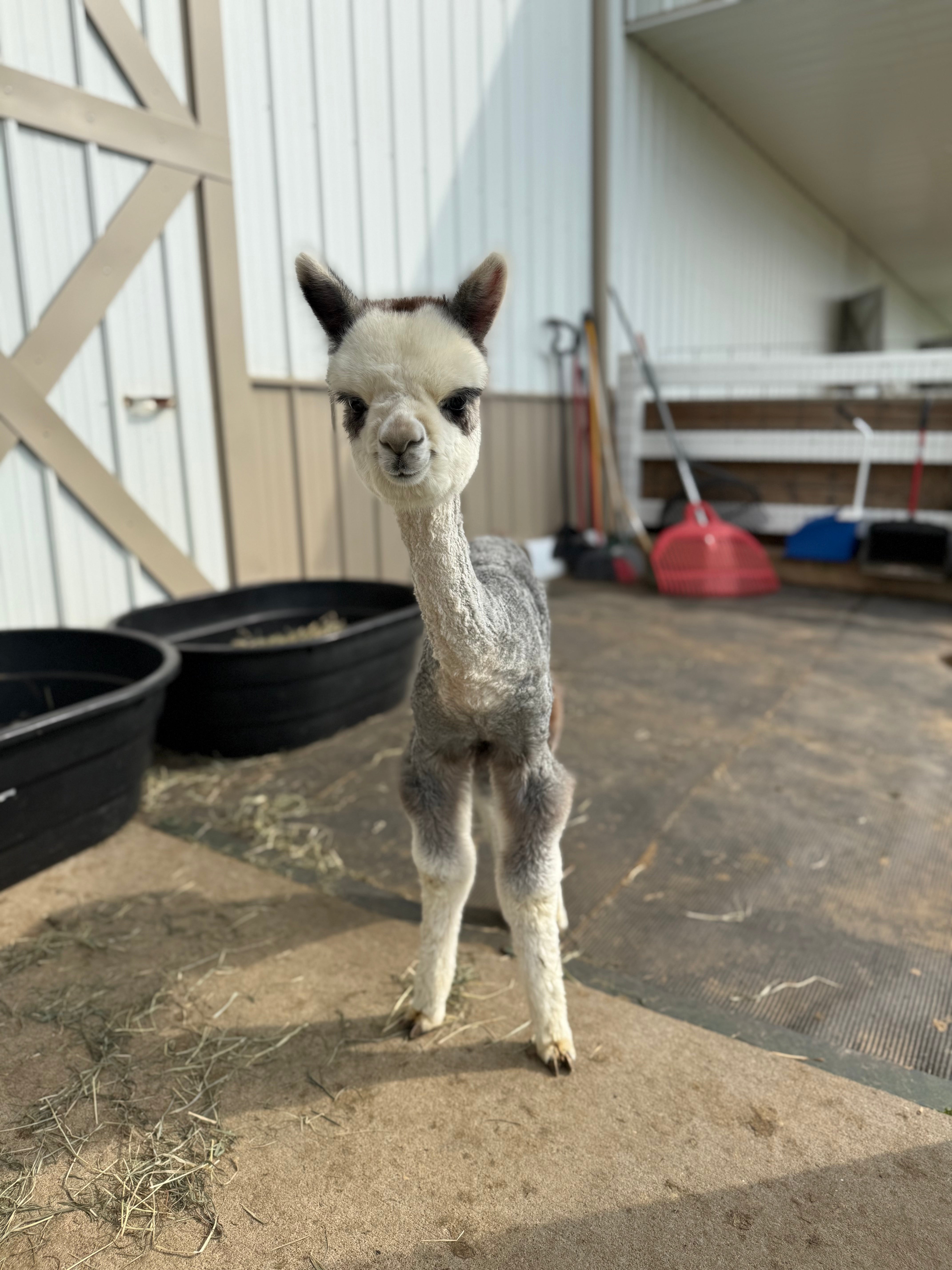 EEF Paisley – Eagle Eye Farm