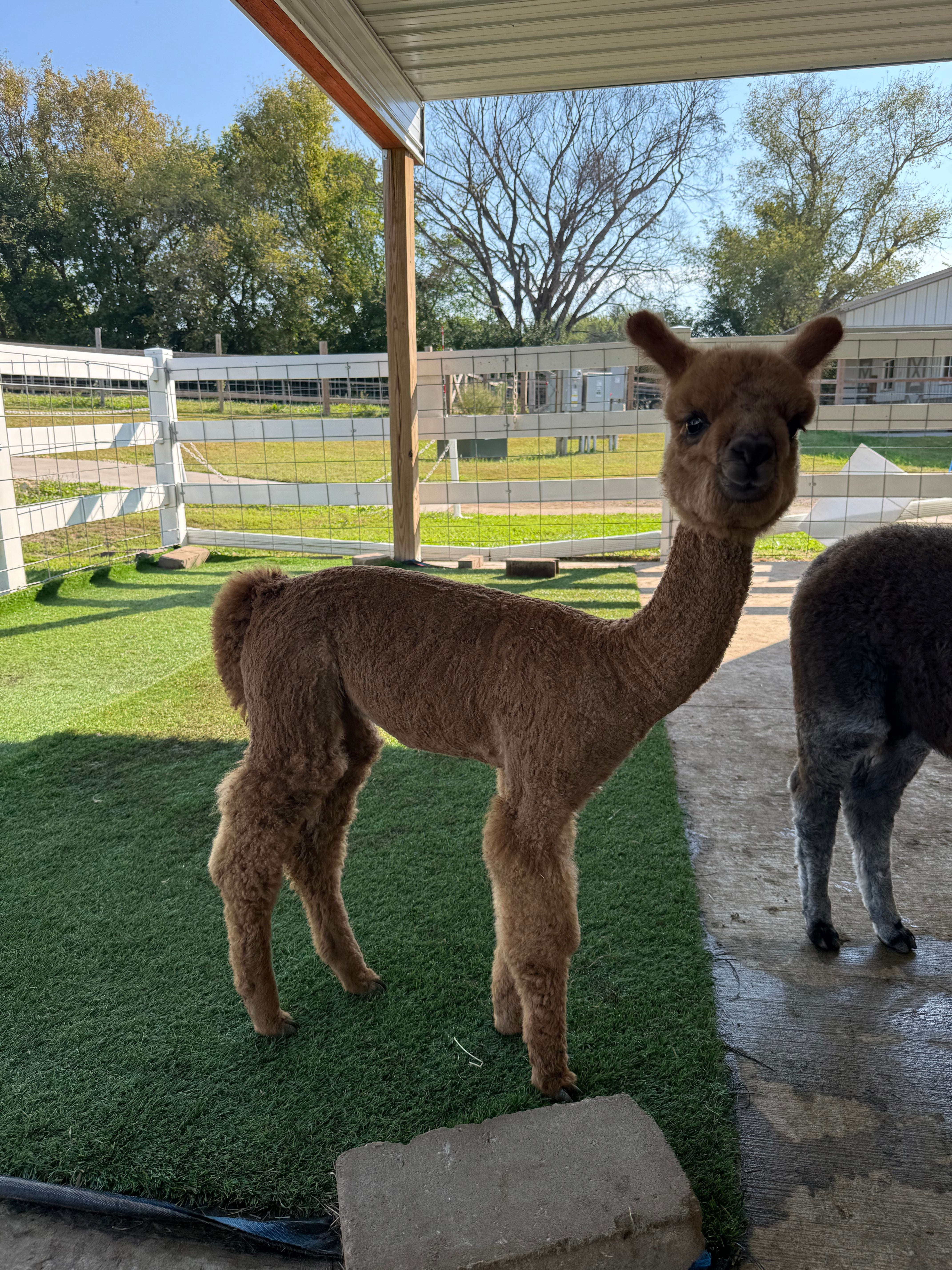 EEF Serendipity – Eagle Eye Farm