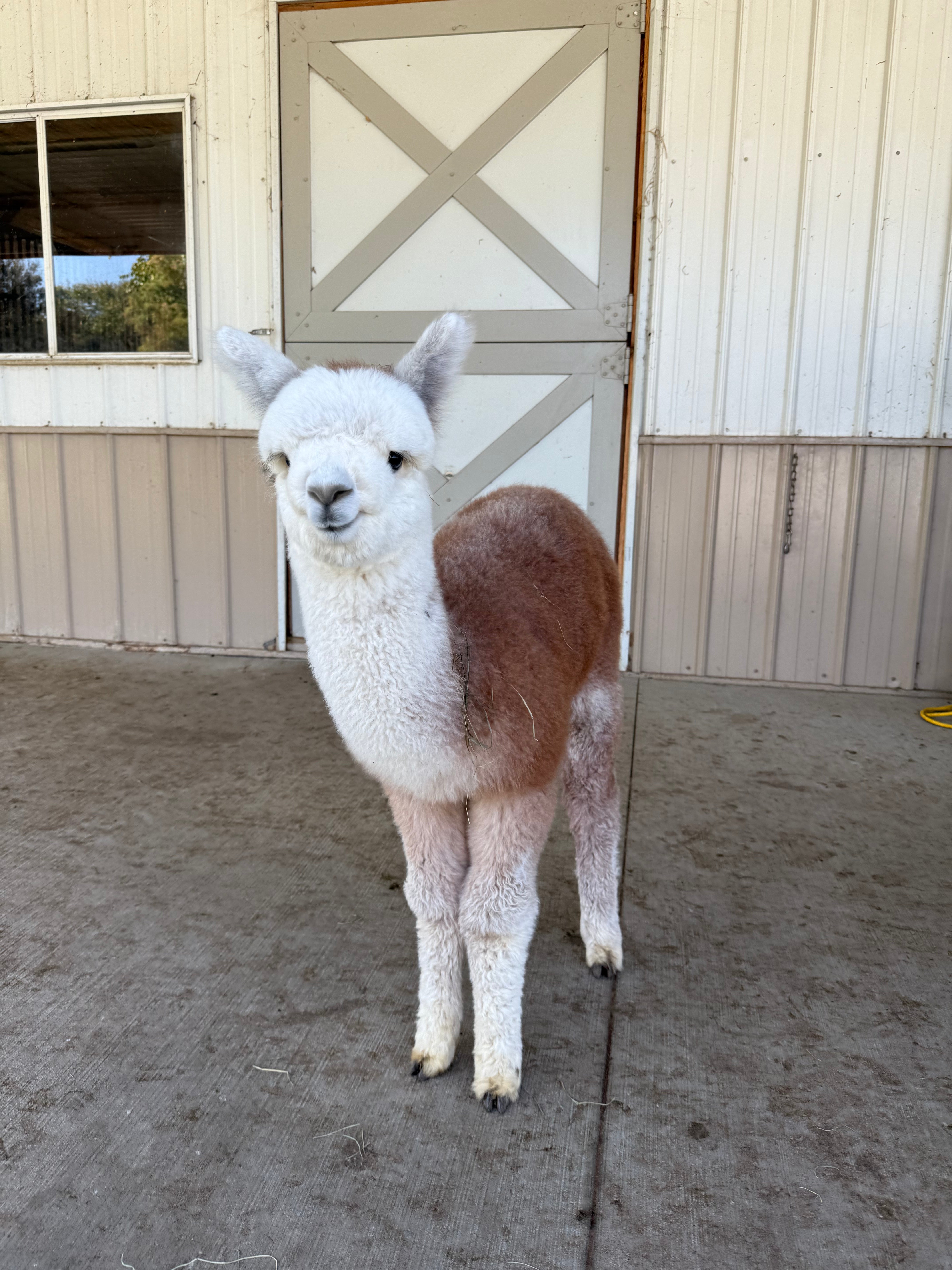 EEF Forest – Eagle Eye Farm