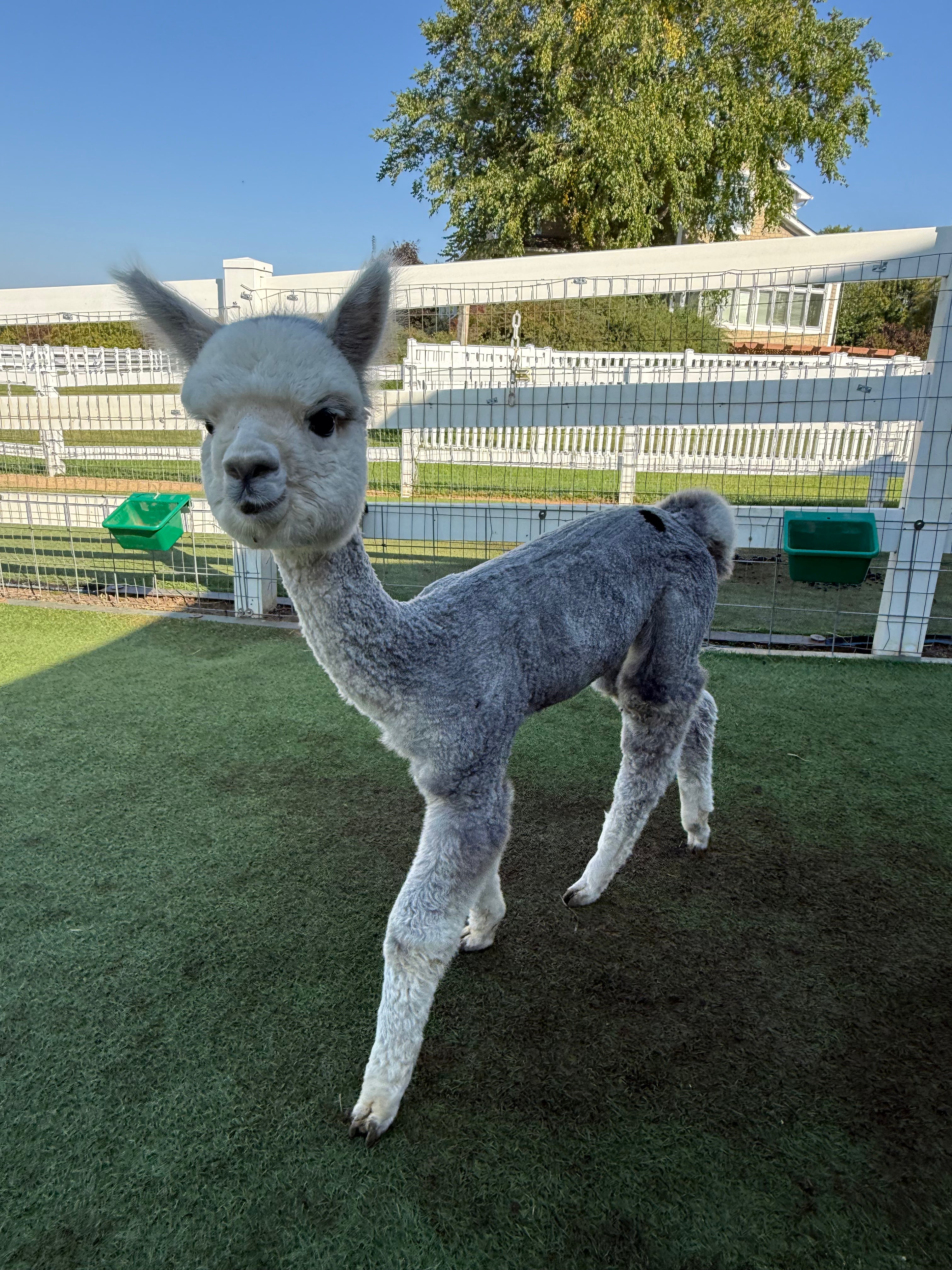 EEF Clover – Eagle Eye Farm