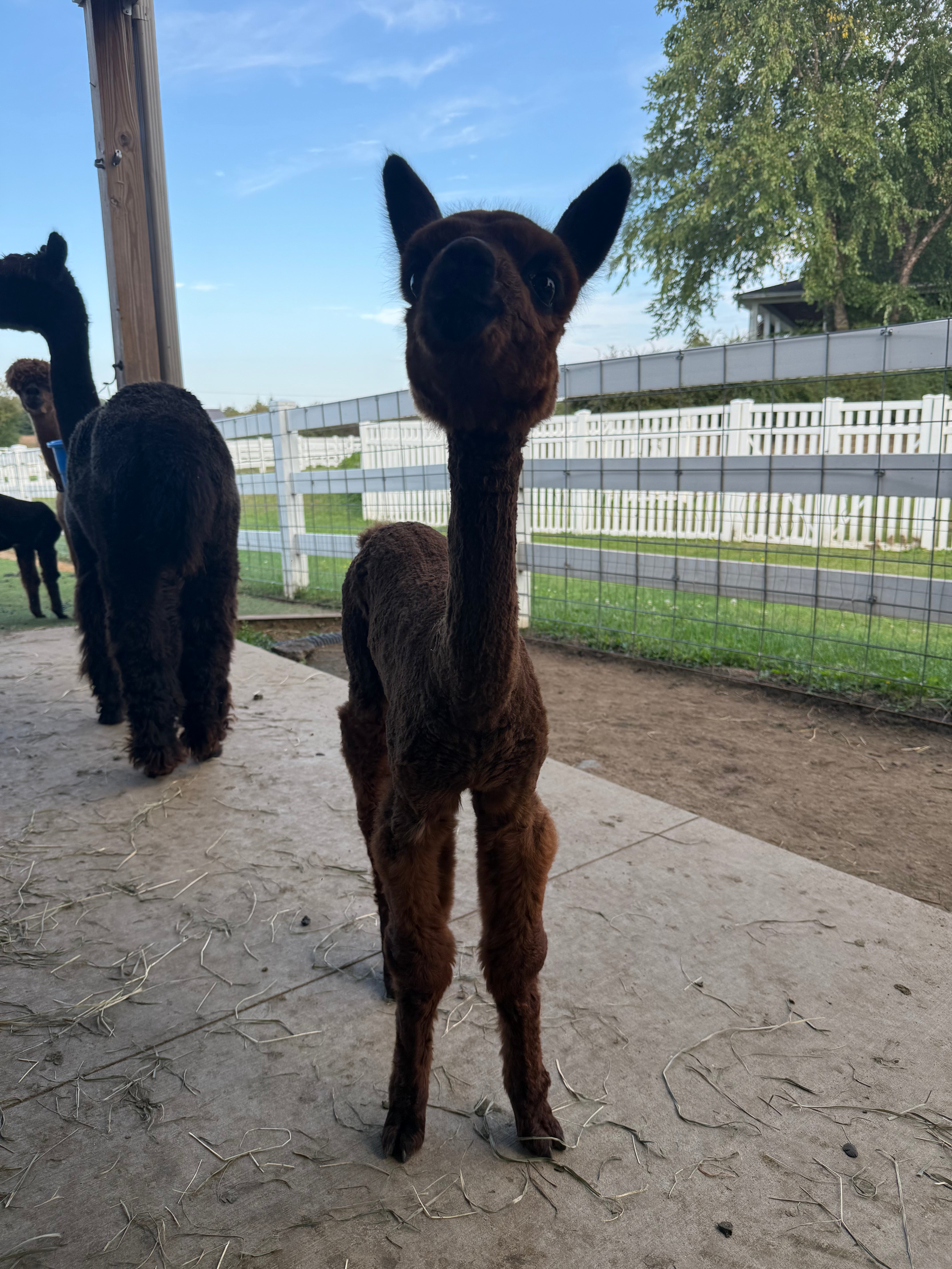 EEF Joy – Eagle Eye Farm