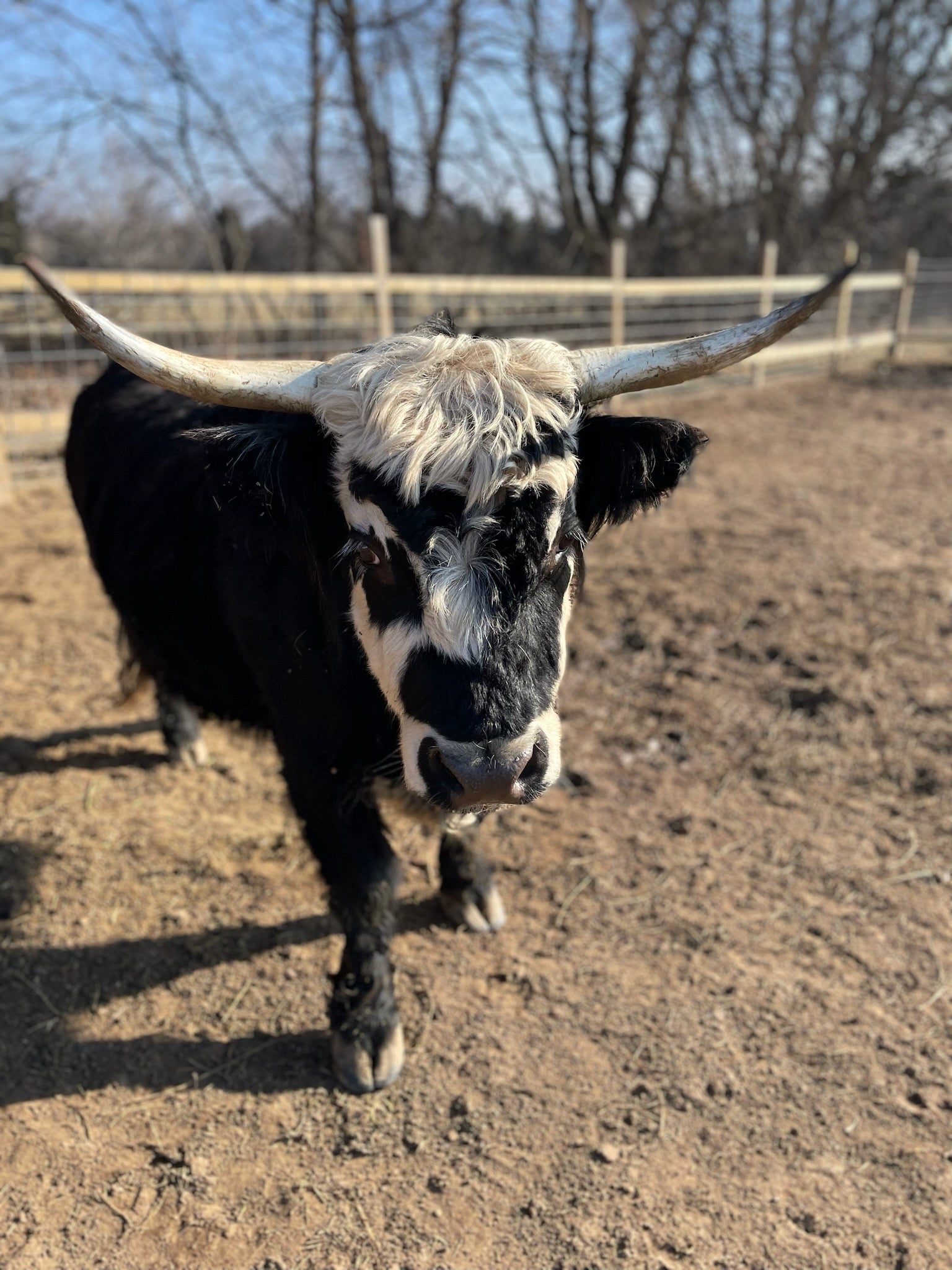 Betty | Sponsor An Animal | EEF – Eagle Eye Farm