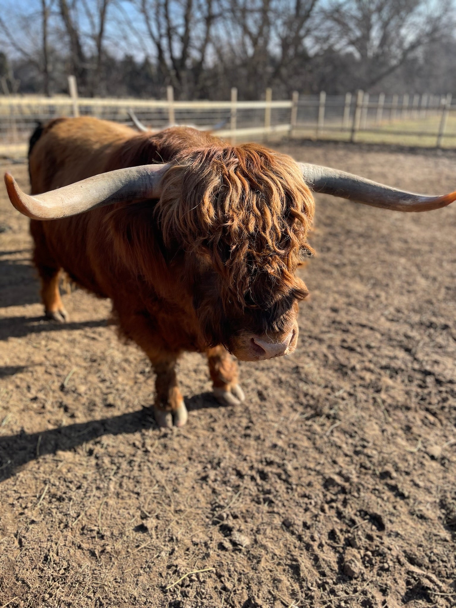Barney | Mini Highland Cow | EEF – Eagle Eye Farm