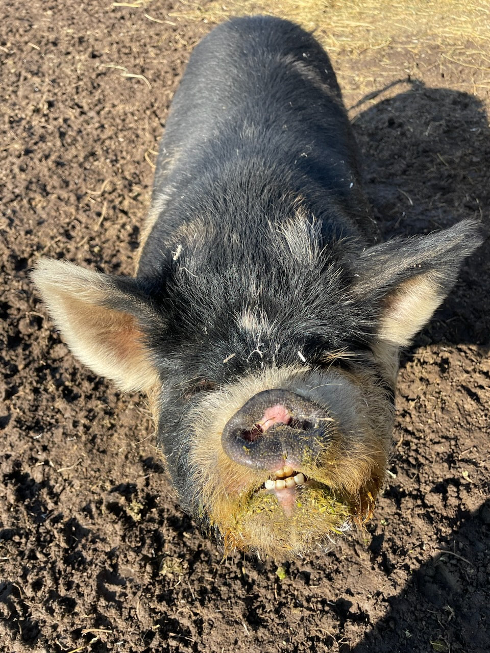 Hamilton | Pig | Eagle Eye Farm