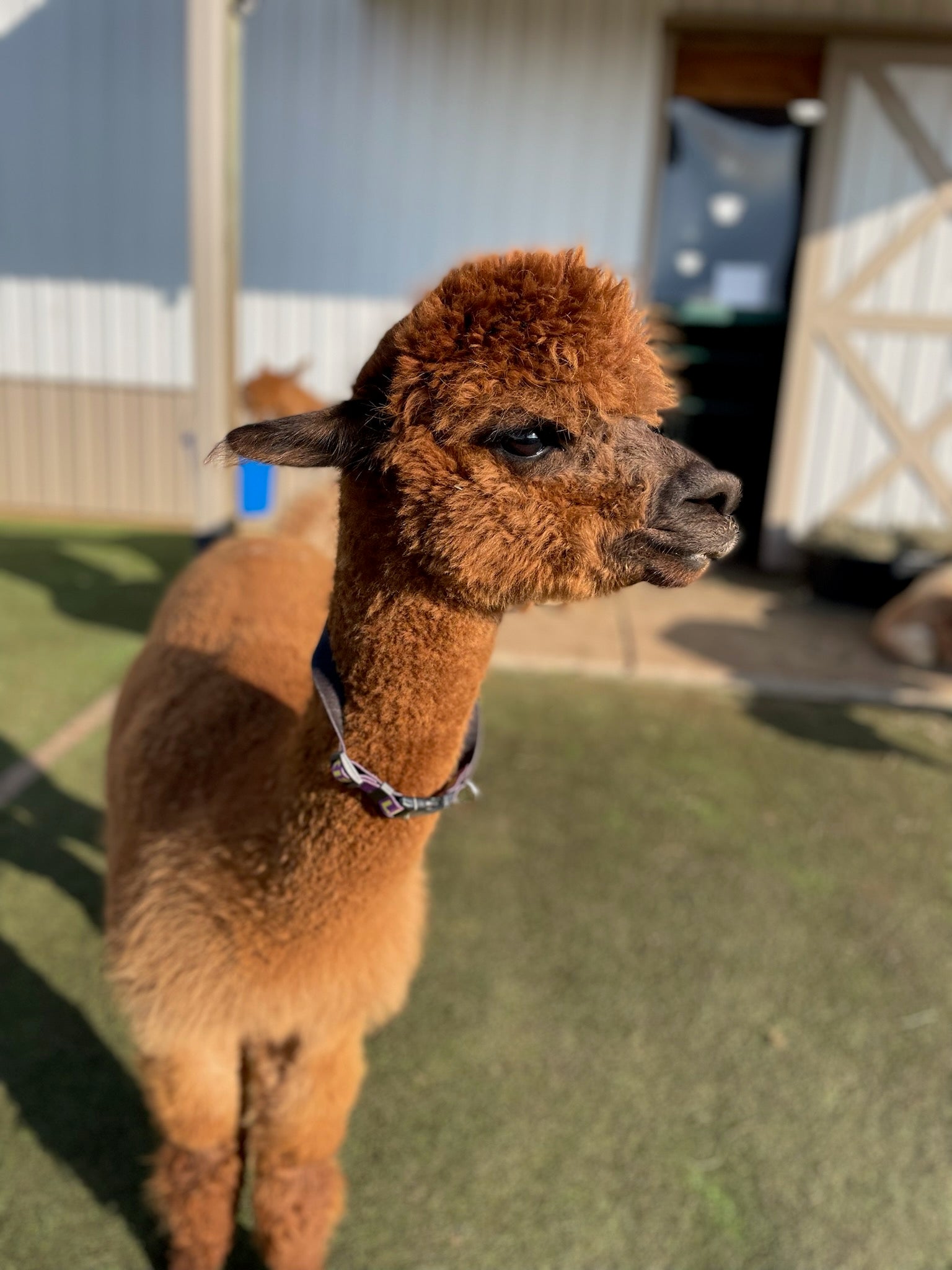 CCNF Dreadnought's Alexis | Alpaca – Eagle Eye Farm