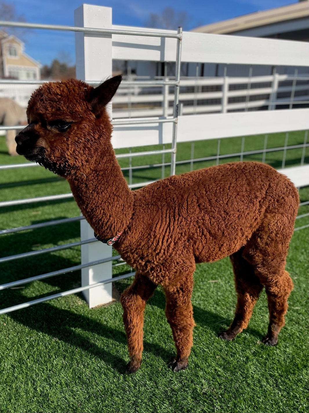 Alpacas