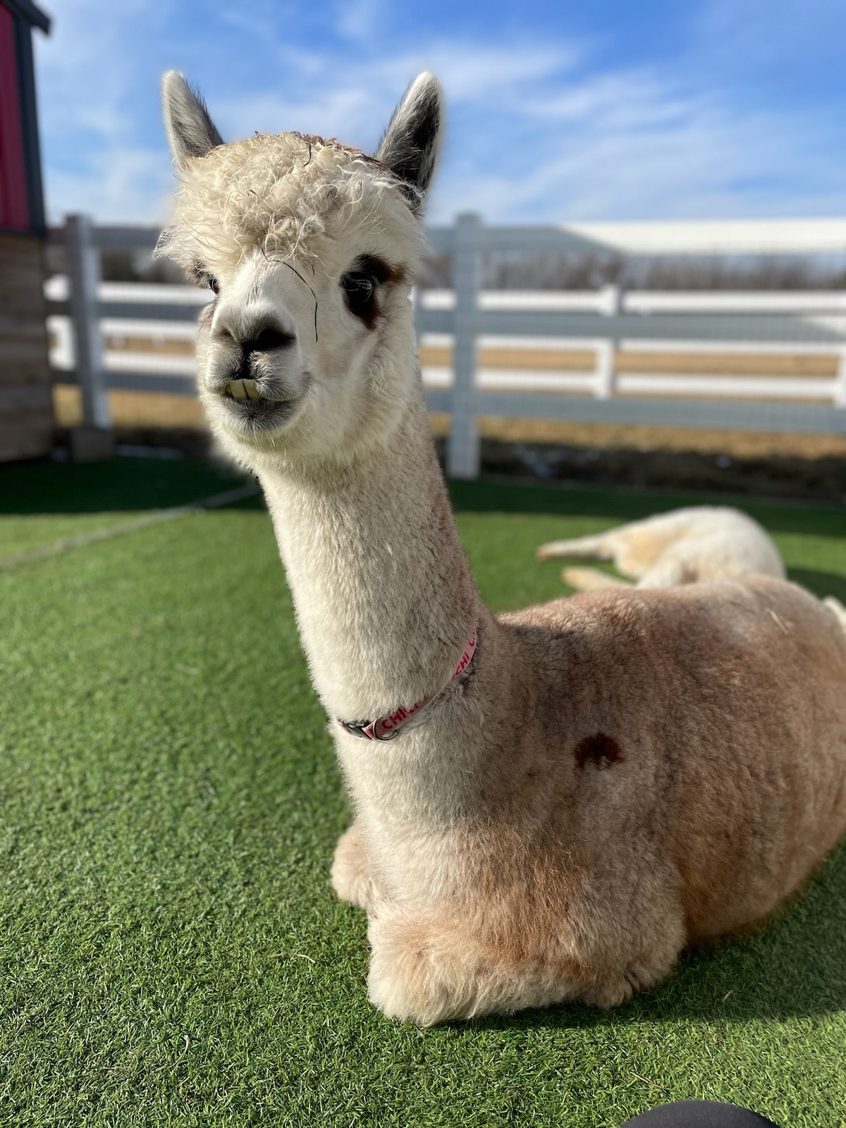 Sponsorships | Eagle Eye Farm