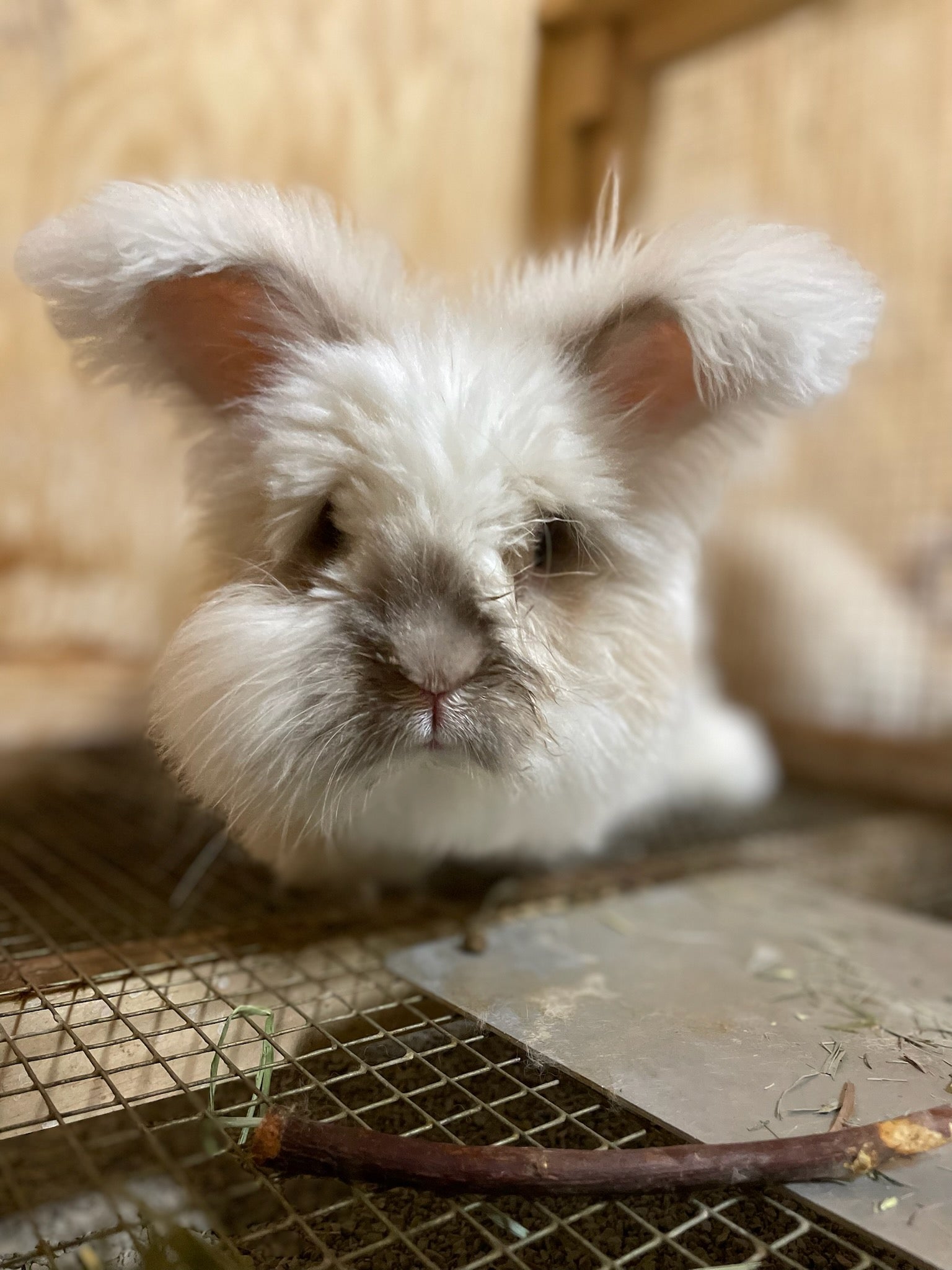 Baxter | Angora Bunny | Eagle Eye Farm