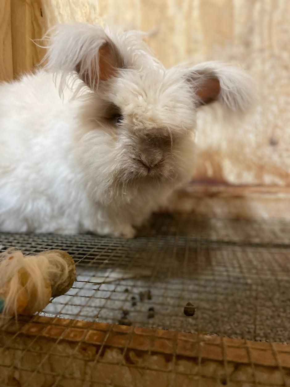 Angora Bunnies – Eagle Eye Farm