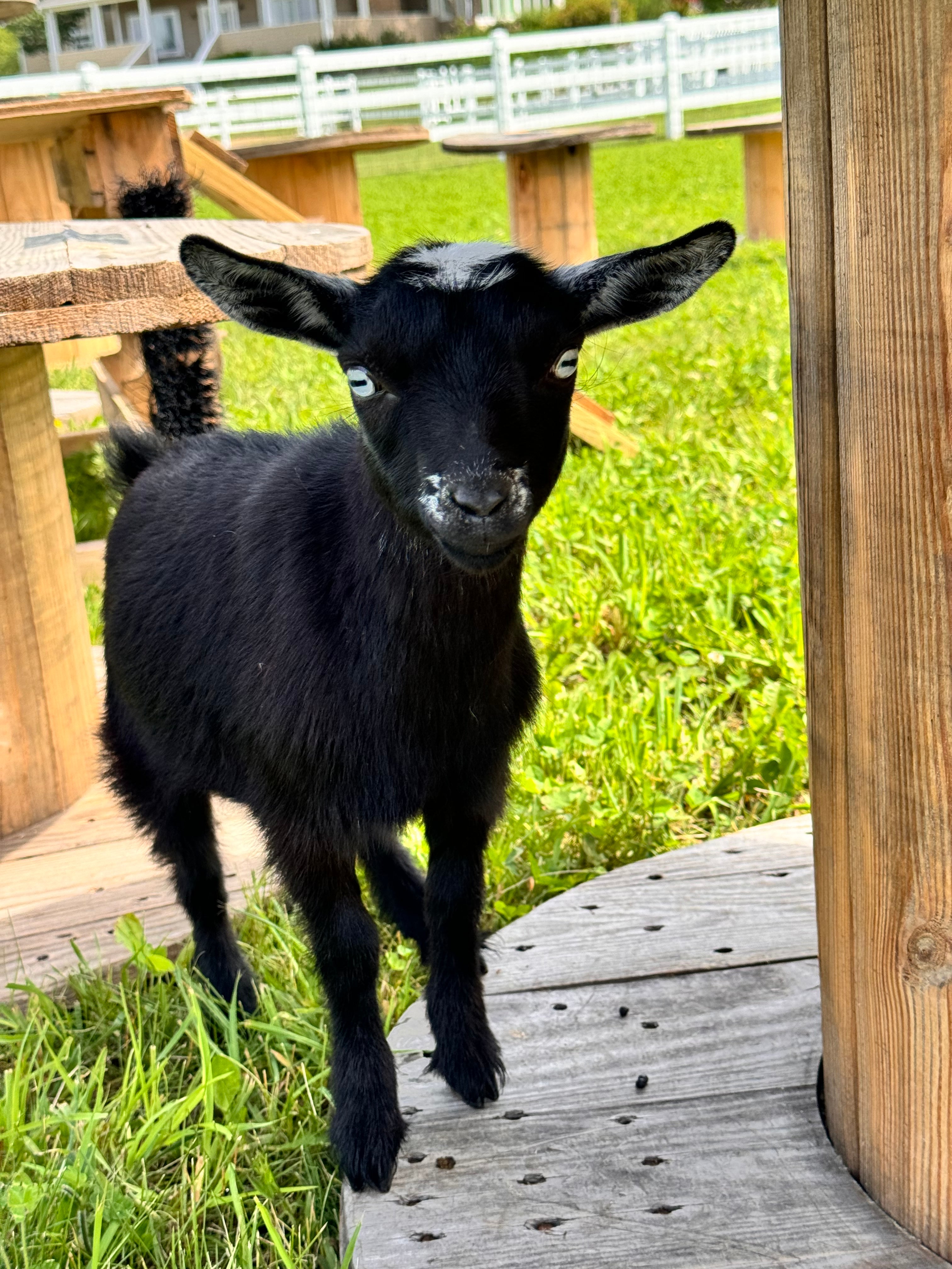 Lady Gaga | Sponsor An Animal – Eagle Eye Farm