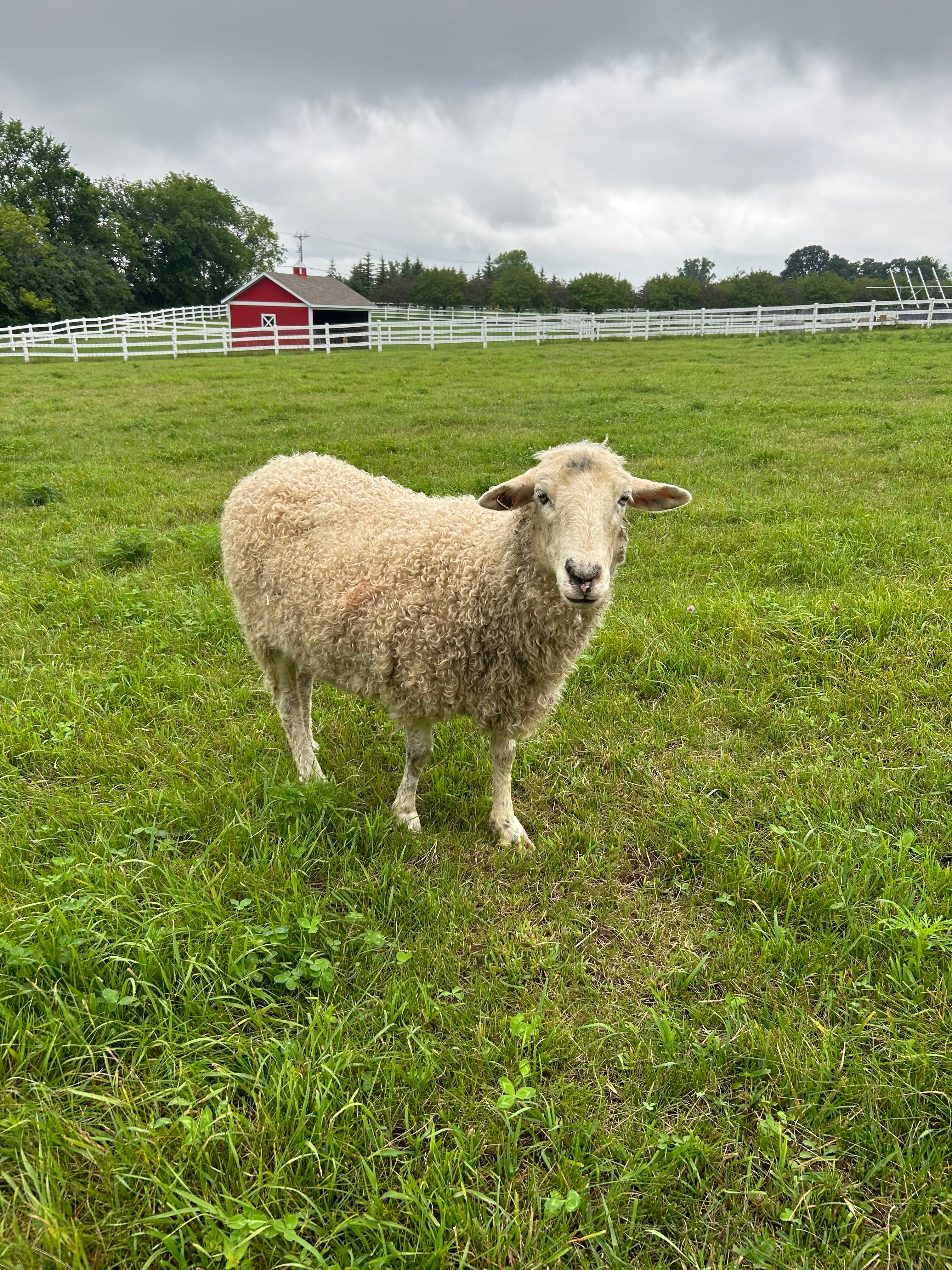 Nora | Sheep at Eagle Eye Farm