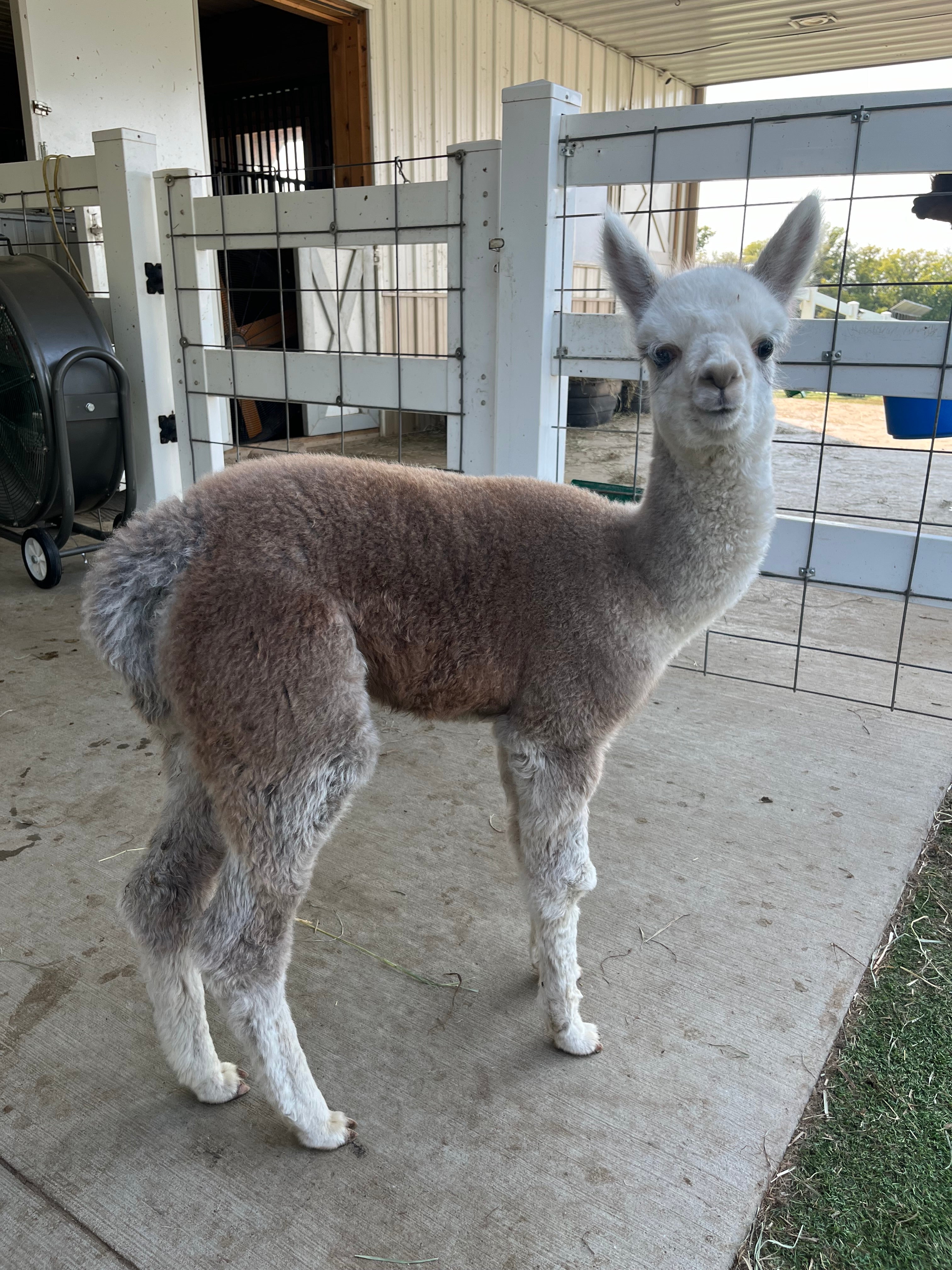 EEF Aggie – Eagle Eye Farm
