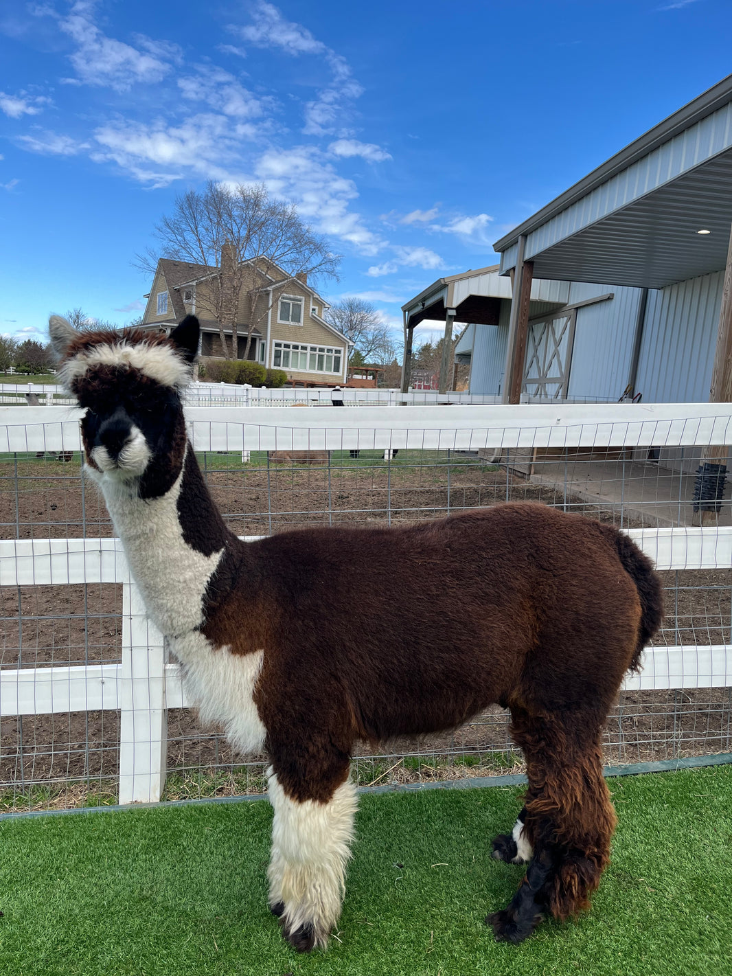 Alpacas – Page 3 – Eagle Eye Farm