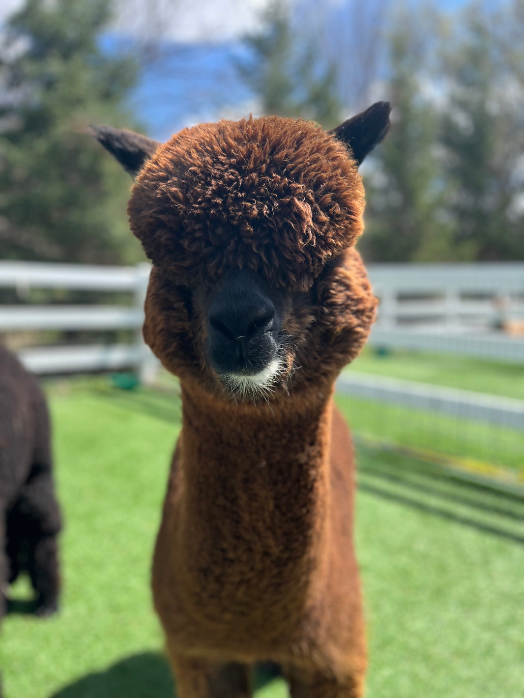 Alpacas – Eagle Eye Farm
