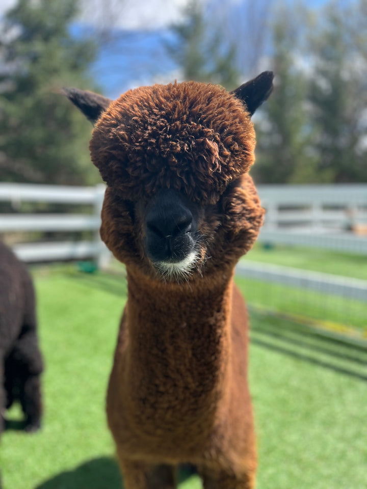Alpacas – Eagle Eye Farm