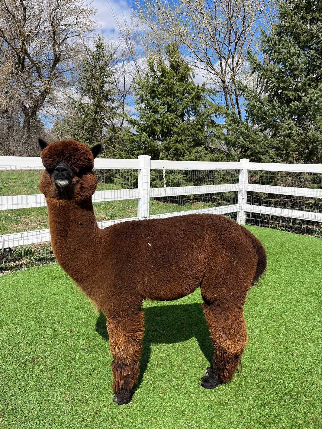 Alpacas – Eagle Eye Farm