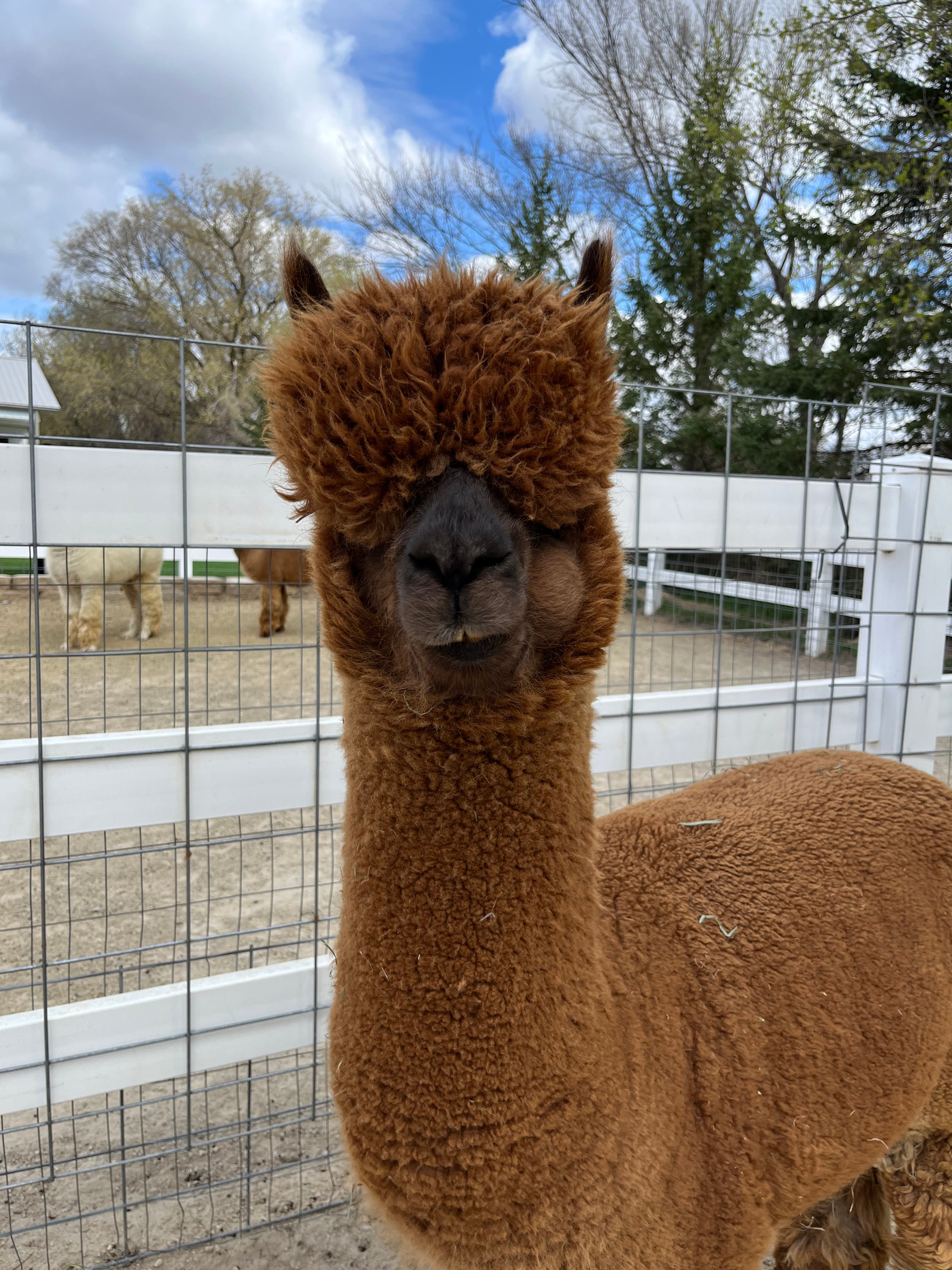 Alpacas – Page 2 – Eagle Eye Farm