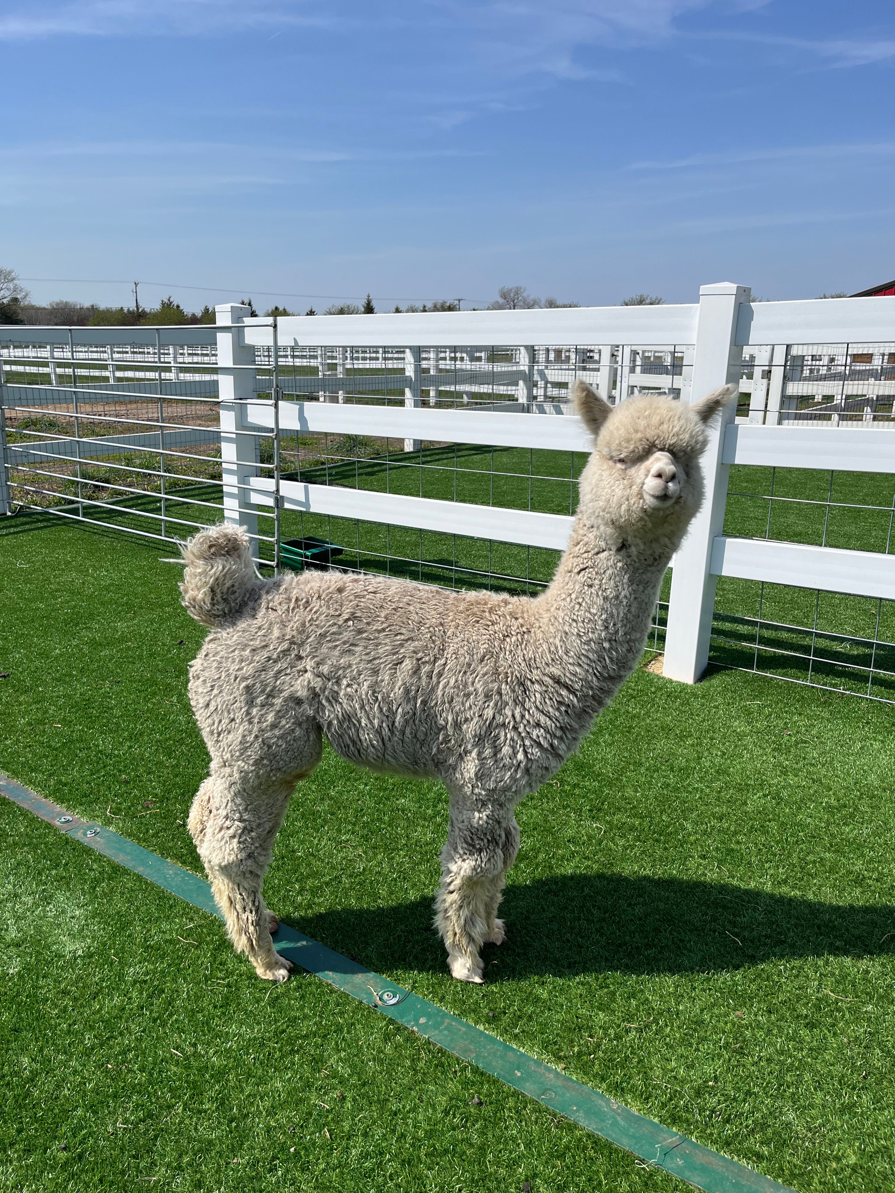 EEF Folklore | Eagle Eye Farm
