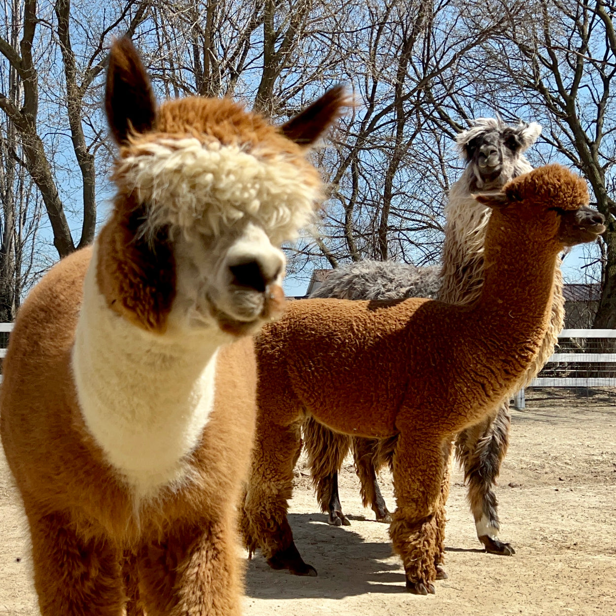 Eagle Eye Farm | River Falls Wisconsin