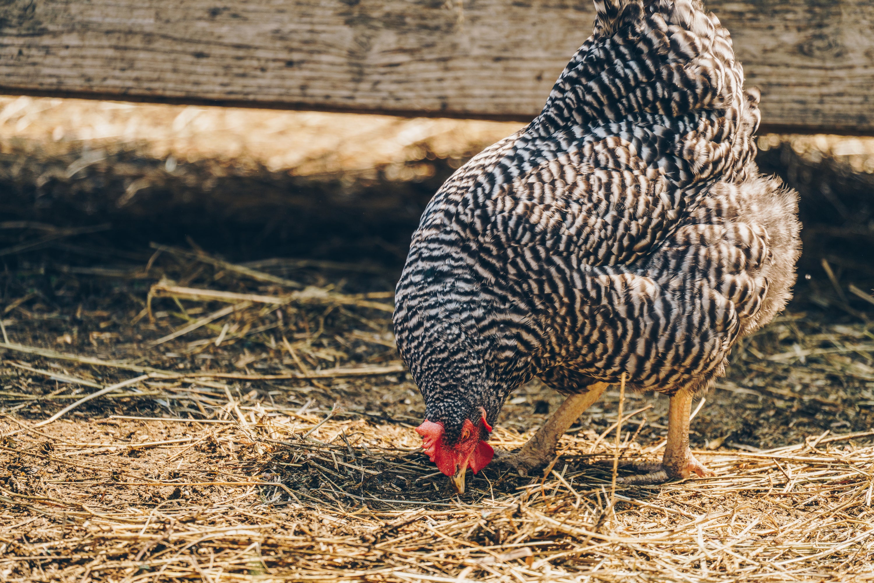 Sponsorships | Eagle Eye Farm