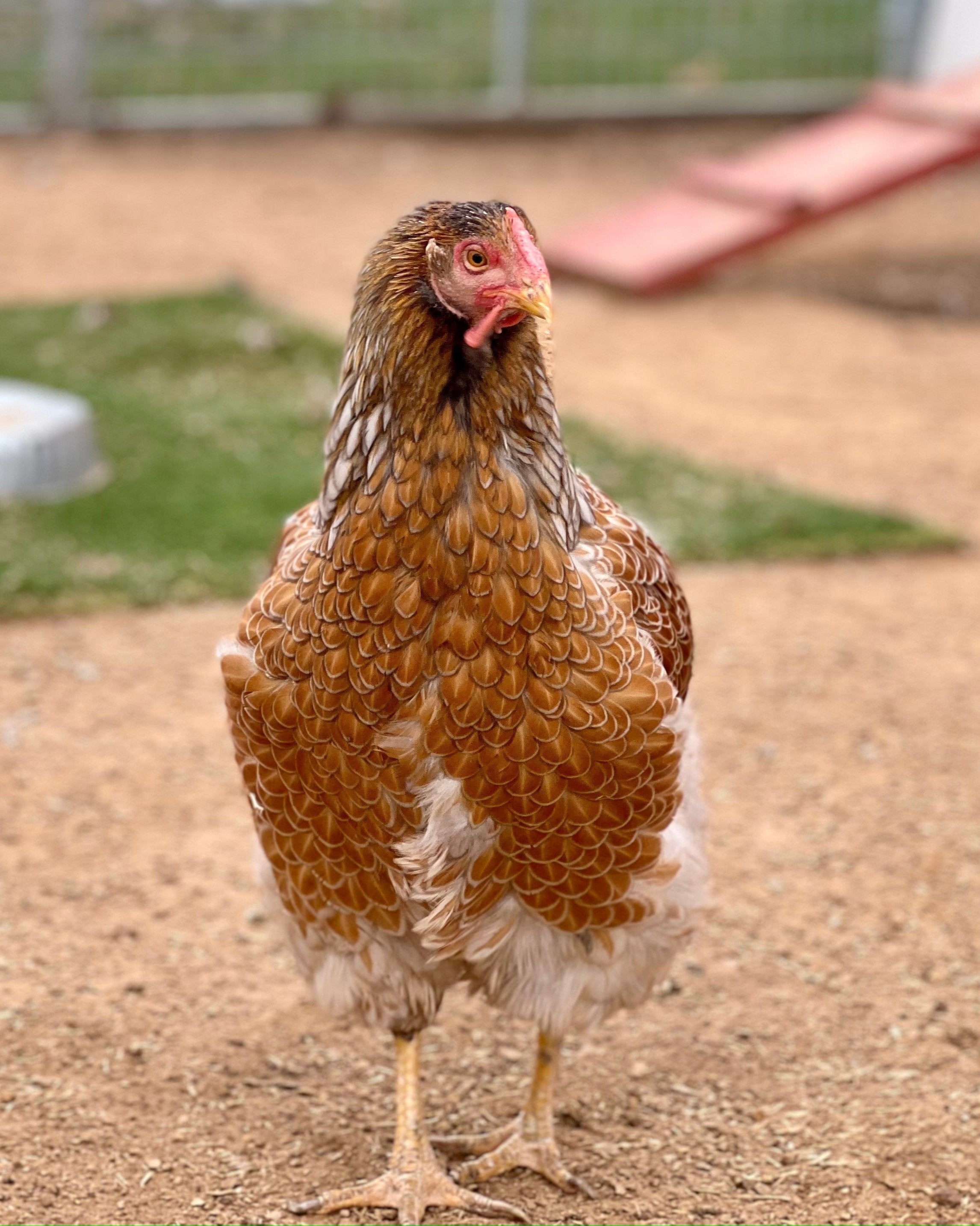 EEF Protein Snacks | Feed Animals – Eagle Eye Farm